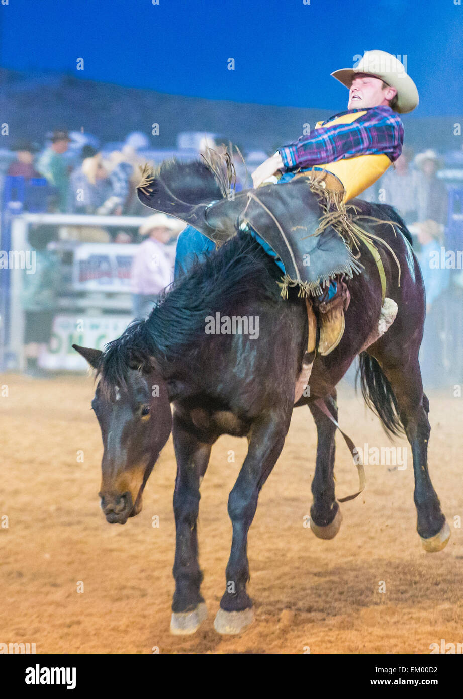 Cowboy Participating in a Bucking Horse Competition at the Clark County ...