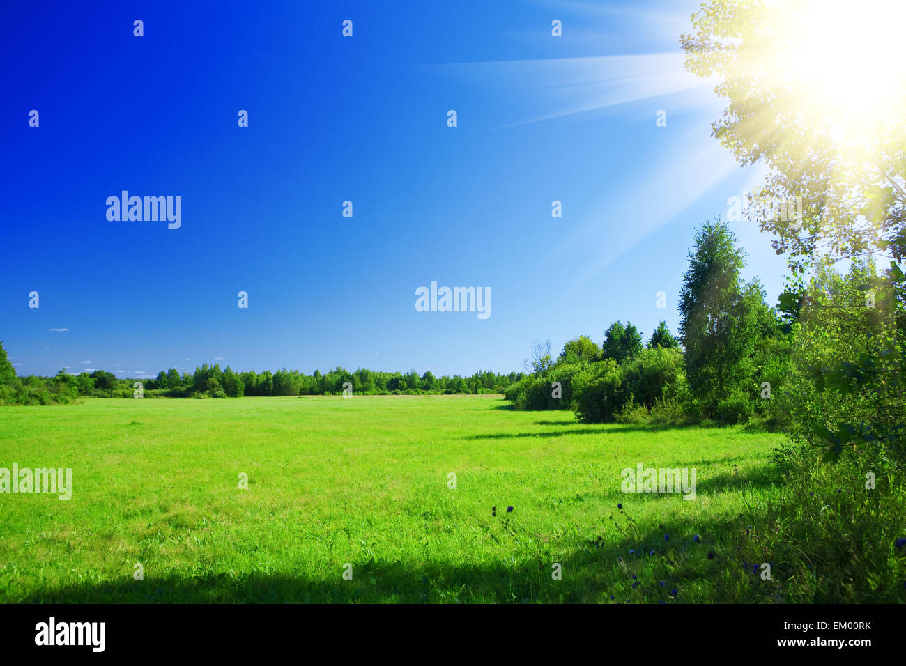 glade and sun Stock Photo - Alamy