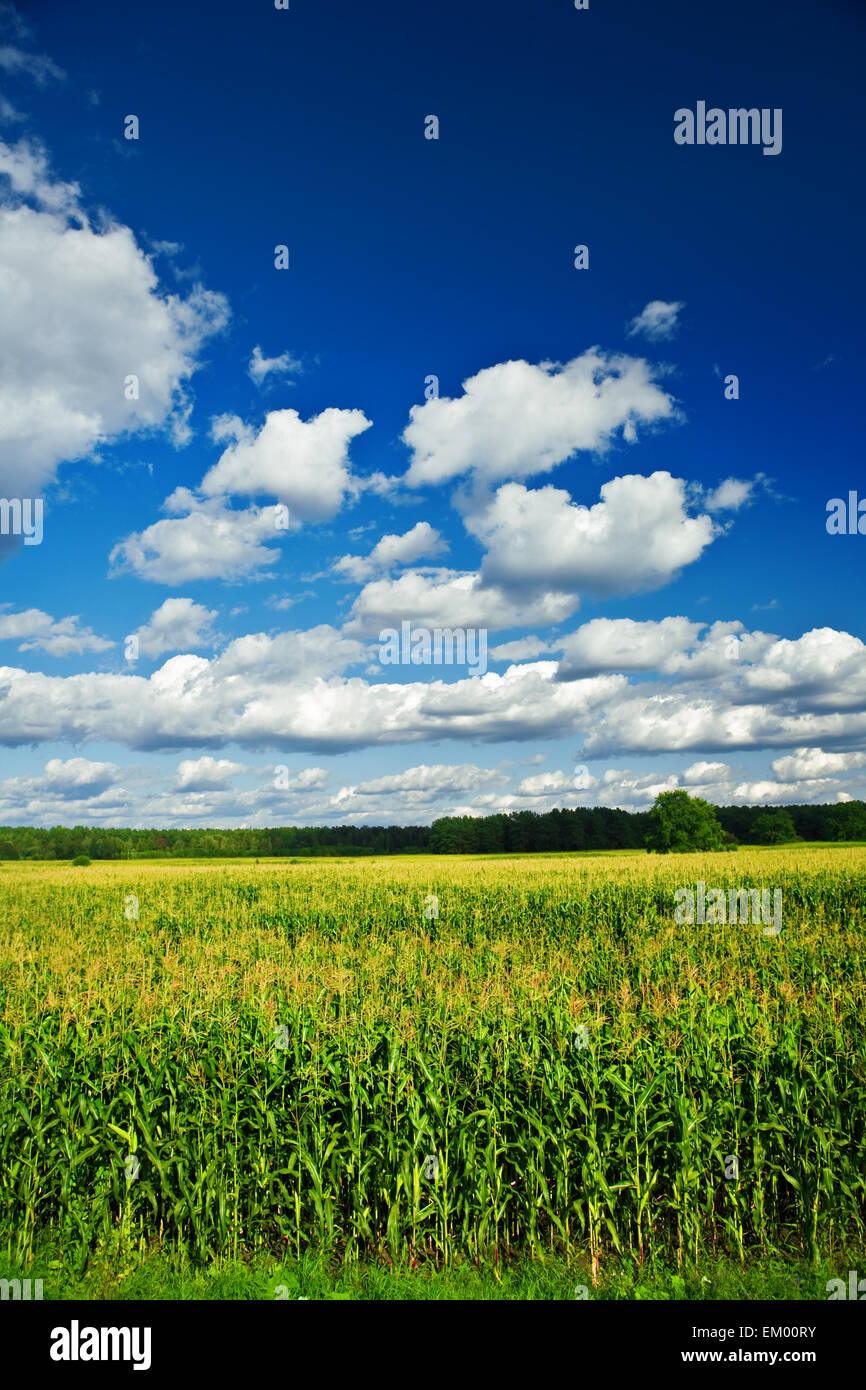 landscape of corn field Stock Photo - Alamy