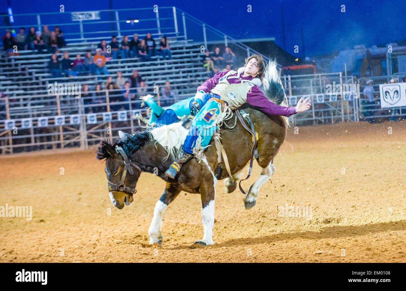 Cowboy Participating in a Bucking Horse Competition at the Clark County ...