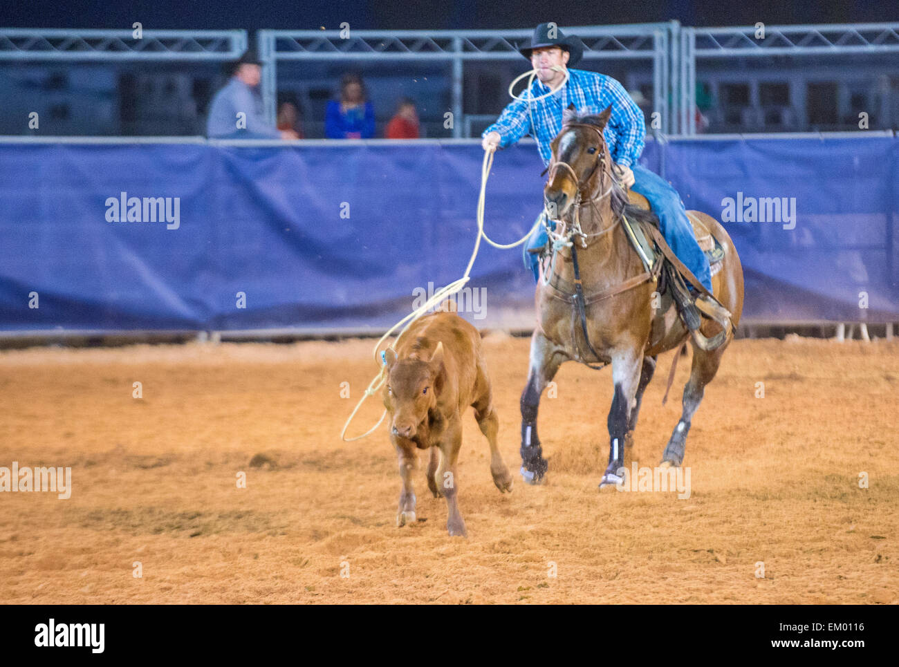 Montana cow ranch horse hi-res stock photography and images - Alamy