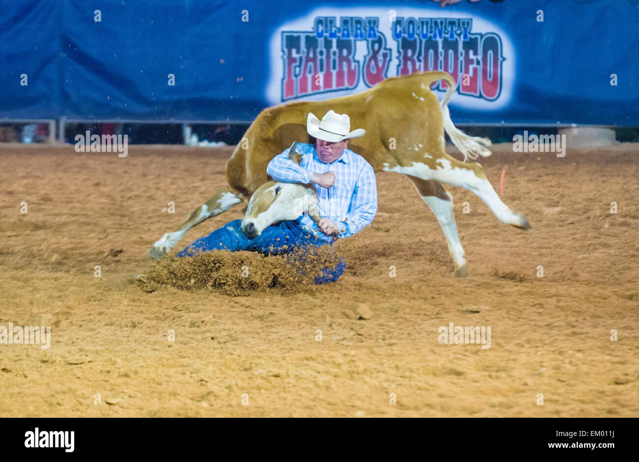 Cowboy Participating in a Steer wrestling Competition at the Clark ...