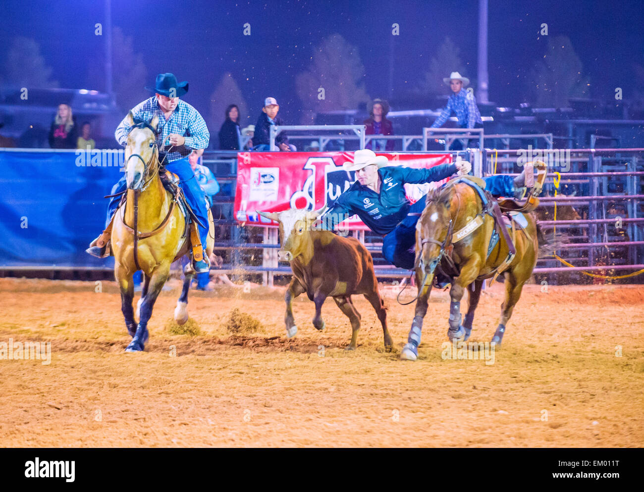 Cowboy Participating in a Steer wrestling Competition at the Clark ...