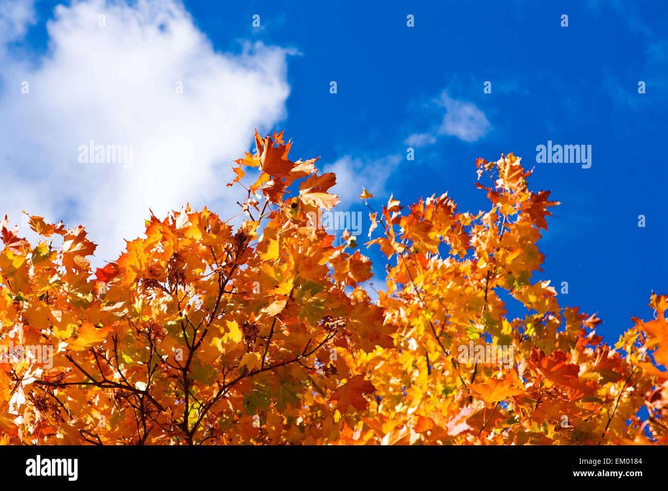 crone of a autumn tree Stock Photo - Alamy