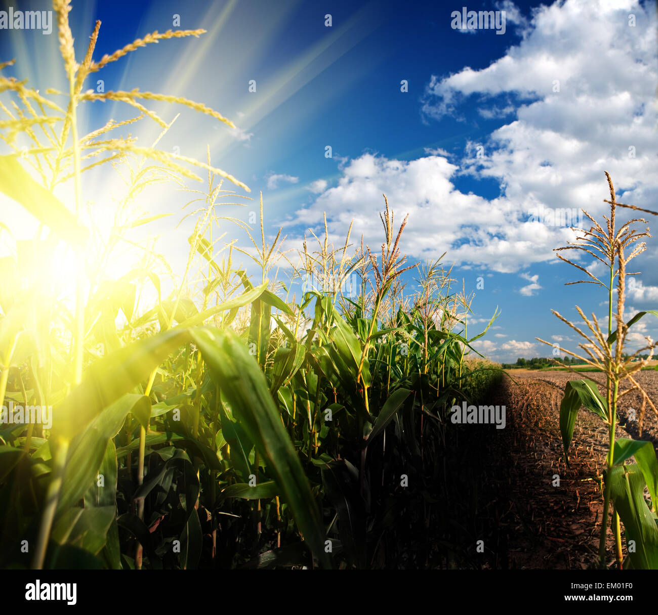 sunrise on corn field Stock Photo - Alamy