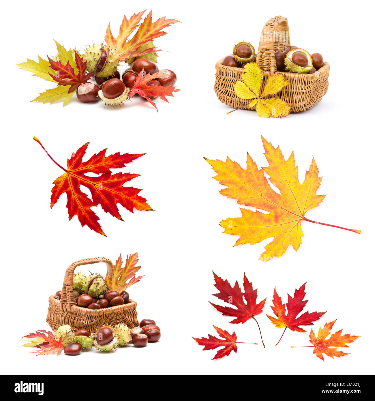 Collage from different autumn leaves and chestnuts Stock Photo - Alamy