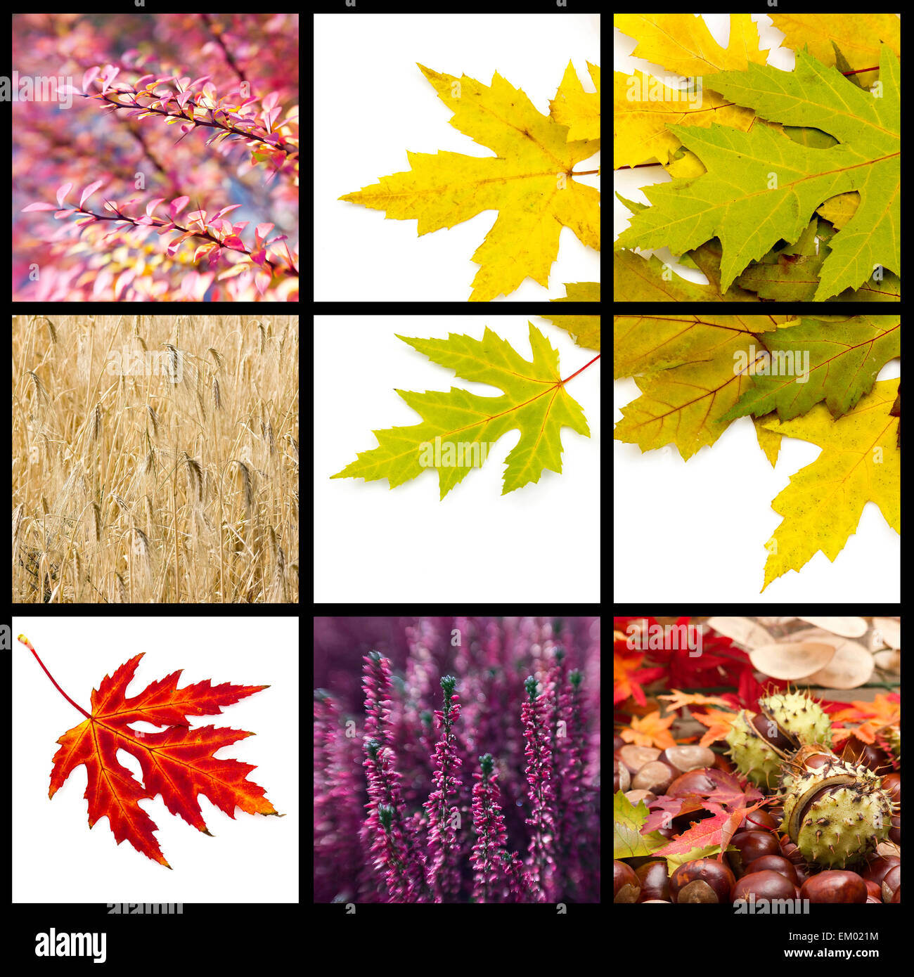 Autumn collage with different autumn pictures Stock Photo - Alamy