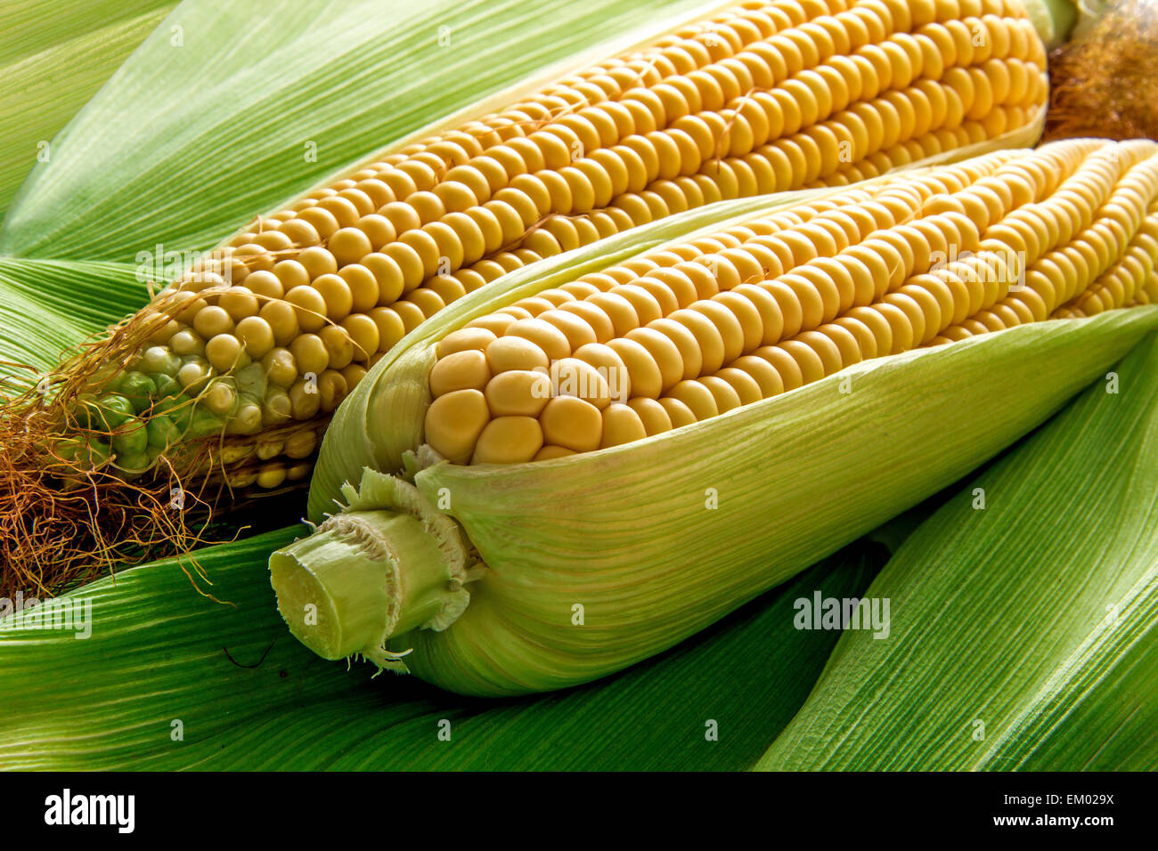 Cob between leaves Stock Photo - Alamy