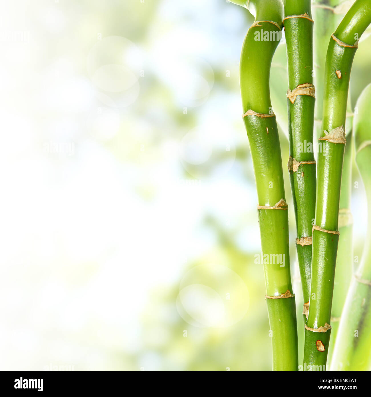 Picture of bamboo forest hi-res stock photography and images - Alamy