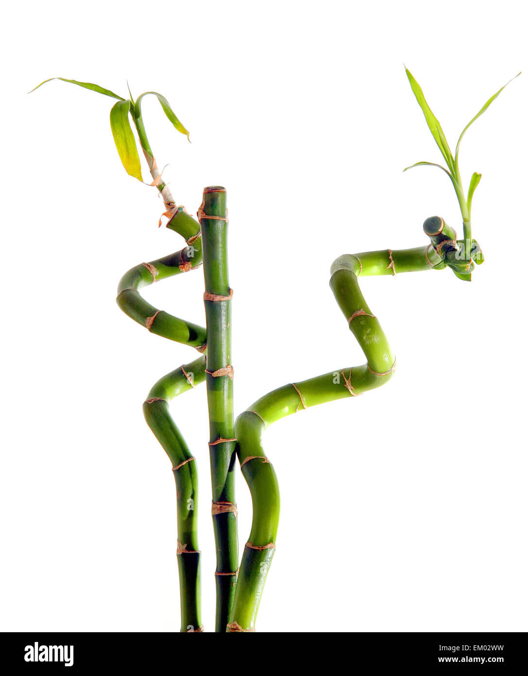 Bamboo plants at the chinese garden Cut Out Stock Images & Pictures - Alamy