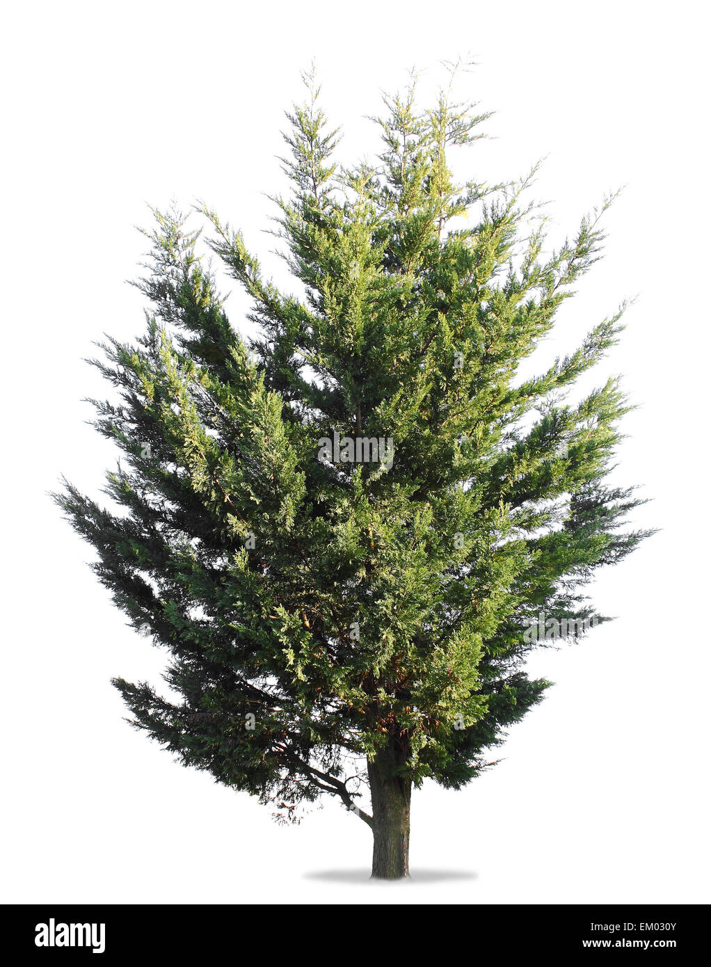 Tree on white Stock Photo - Alamy