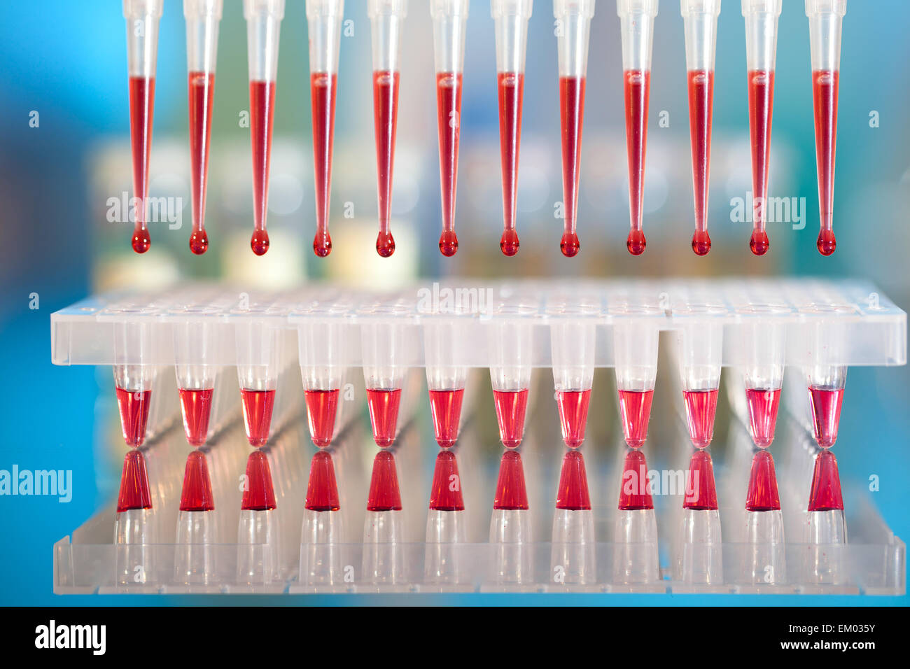 DNA analysis: loading reaction mixture into 96-well plate with m Stock ...