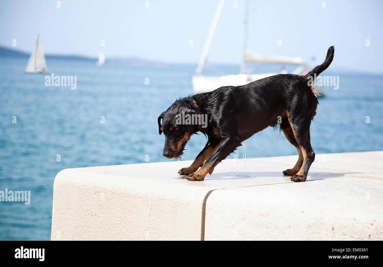 dog on the boardwalk, on the background of the sea Stock Photo - Alamy