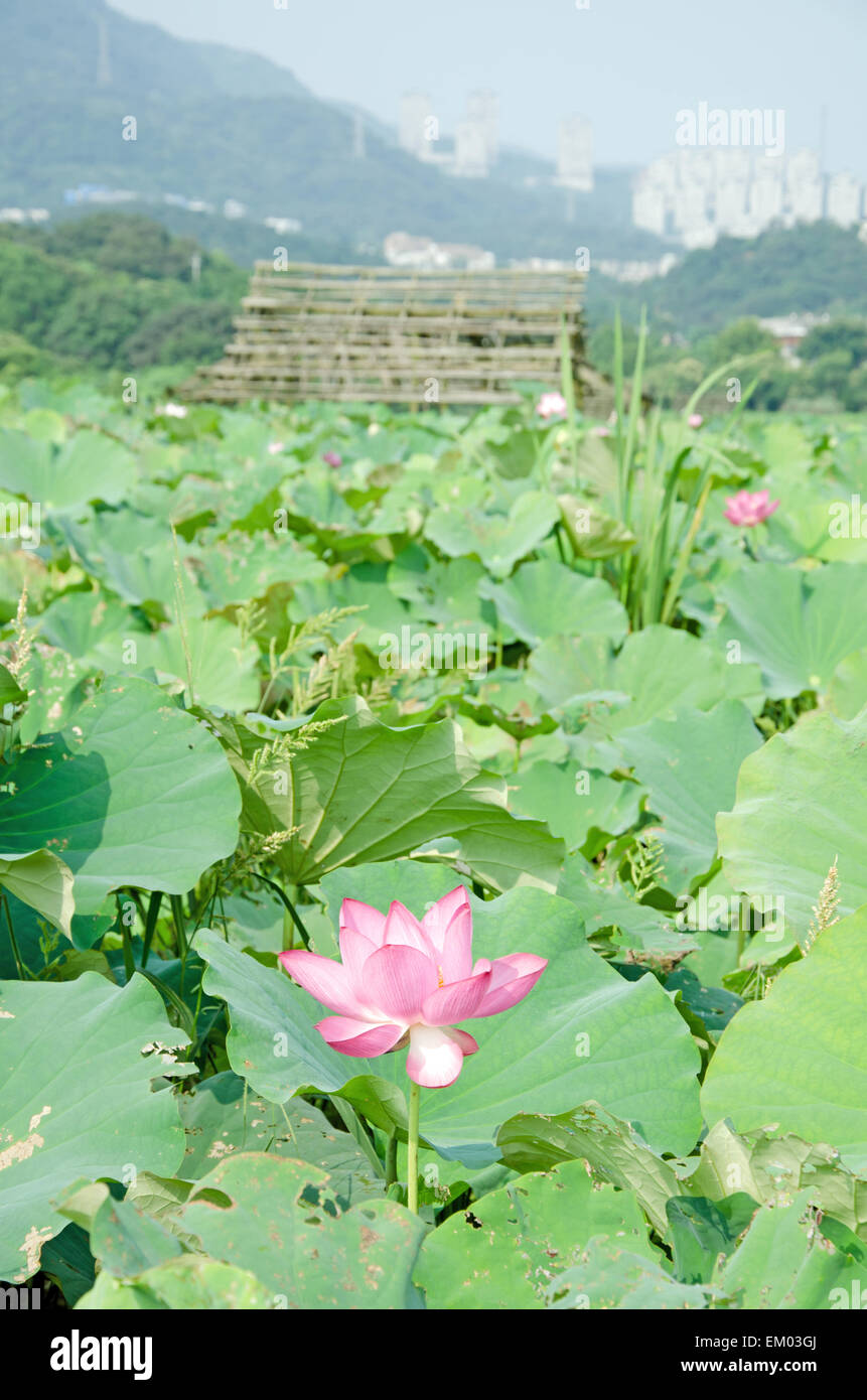 Lotus flower farm hi-res stock photography and images - Alamy