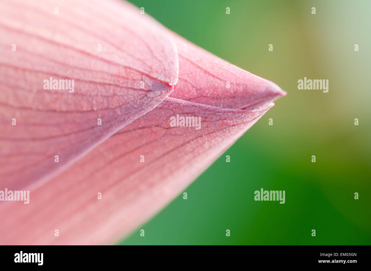 Abstract lotus hi-res stock photography and images - Alamy