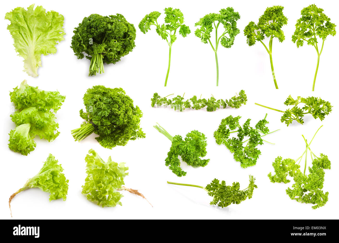 Parsley plants in row hi-res stock photography and images - Alamy
