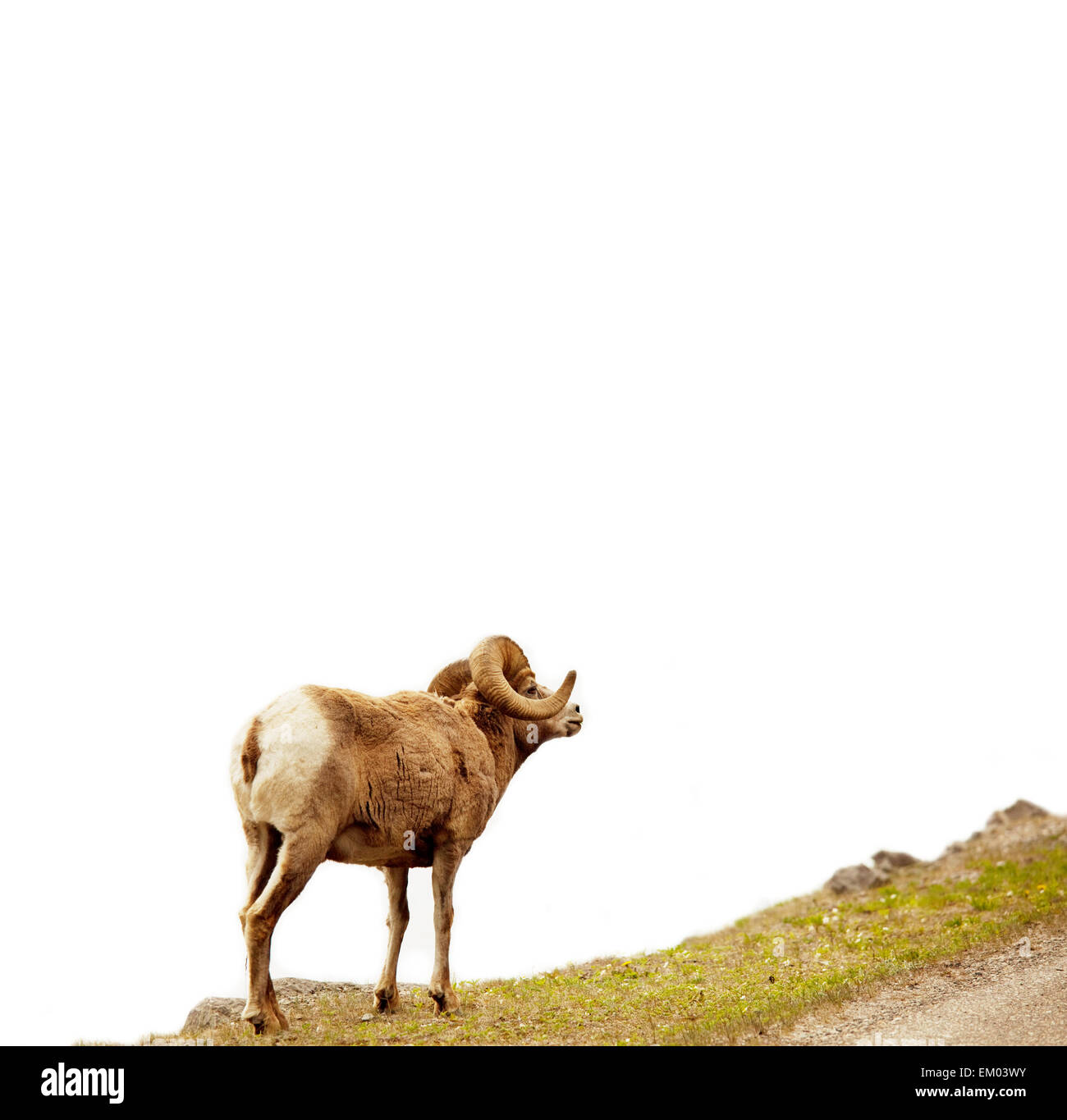 Big goat lake hi-res stock photography and images - Alamy