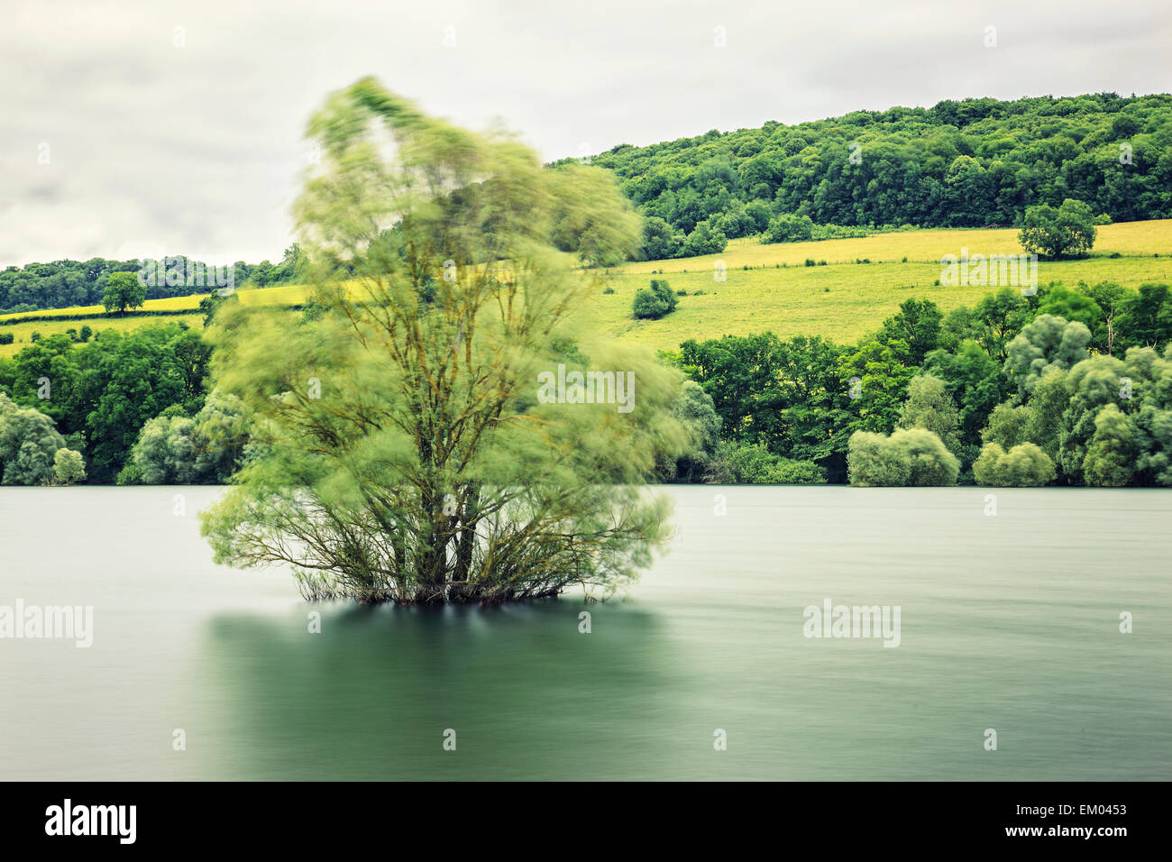 tree in the water Stock Photo - Alamy