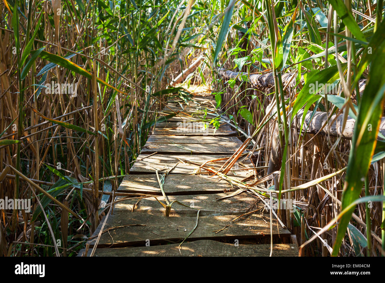 Wooden boardwalk scenic view hi-res stock photography and images - Alamy