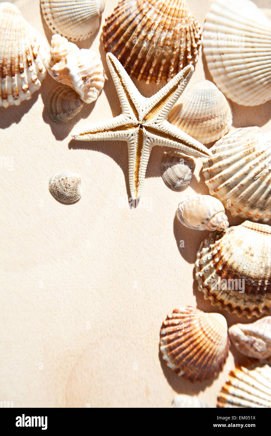 sea shells and star Stock Photo - Alamy