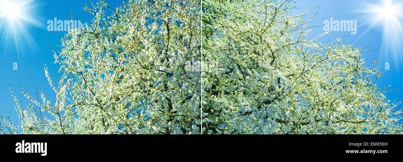 apple tree and sun Stock Photo - Alamy