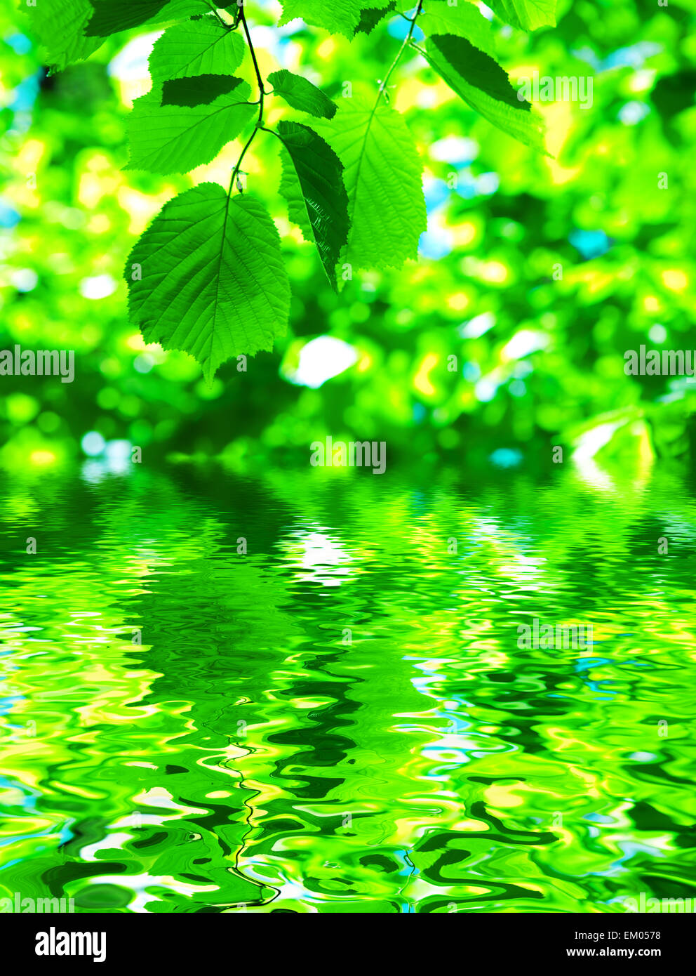 leaves and water Stock Photo - Alamy