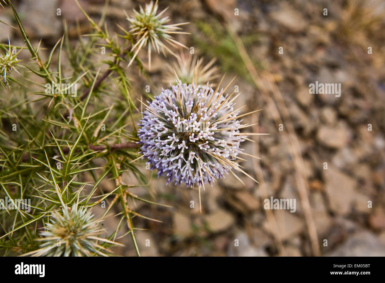 Thorny flower closeup in Draa Valley Mountains, Morocco Stock Photo - Alamy