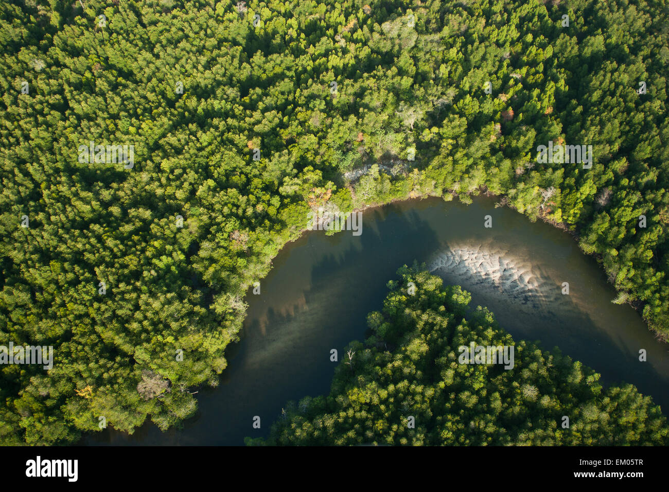 Aerial view of mangrove forest and river Stock Photo - Alamy