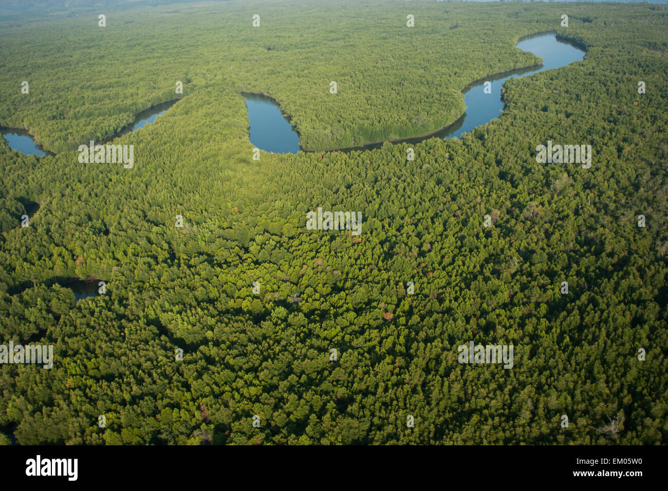 Aerial view of mangrove forest and river Stock Photo - Alamy
