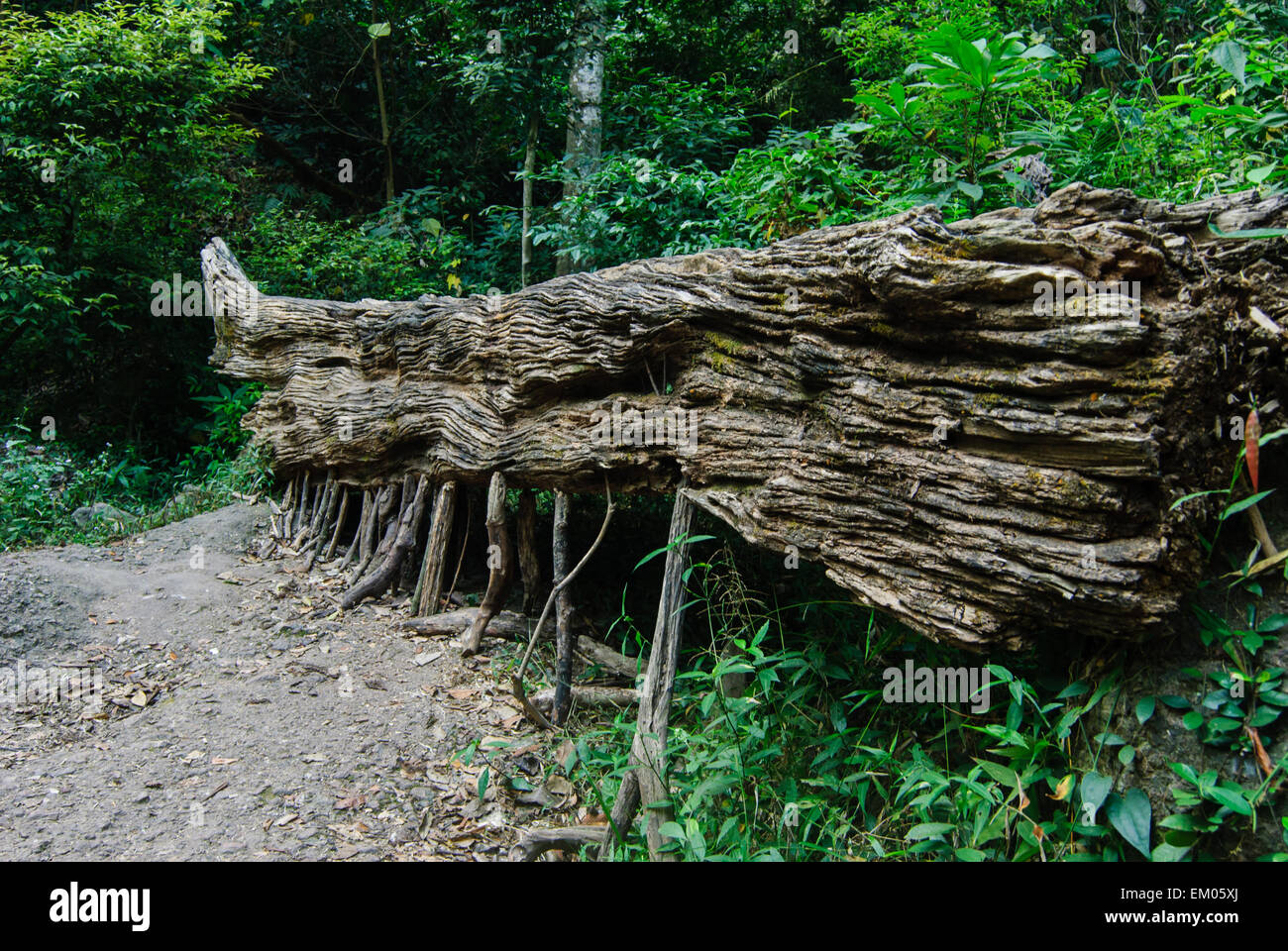 A big log in rain forest Stock Photo - Alamy