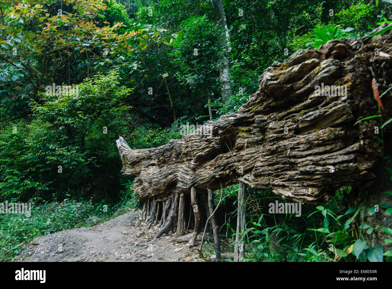 A big log in rain forest Stock Photo - Alamy