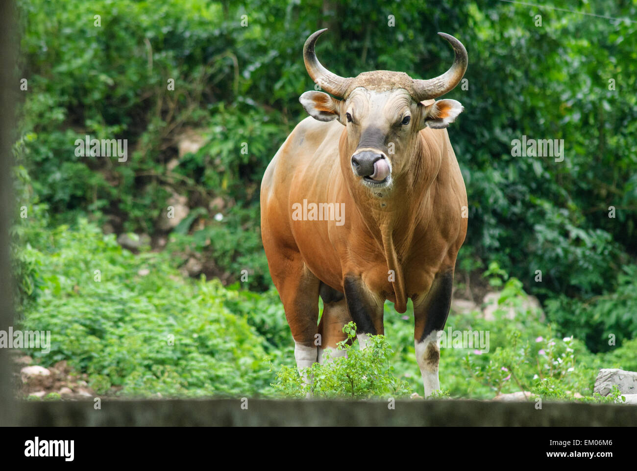 Banteng horn hi-res stock photography and images - Alamy