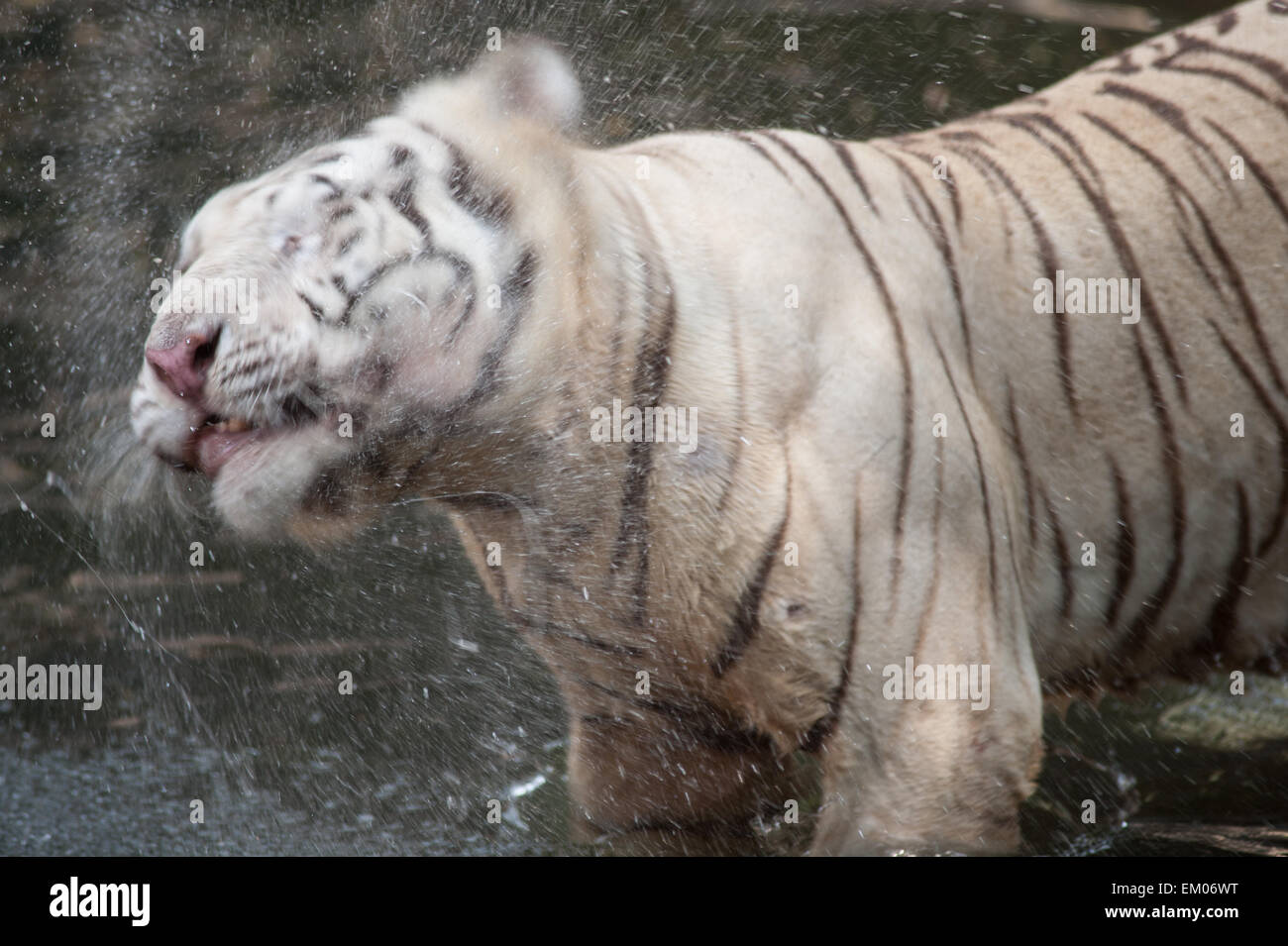 White Bengal Tiger Stock Photo - Alamy