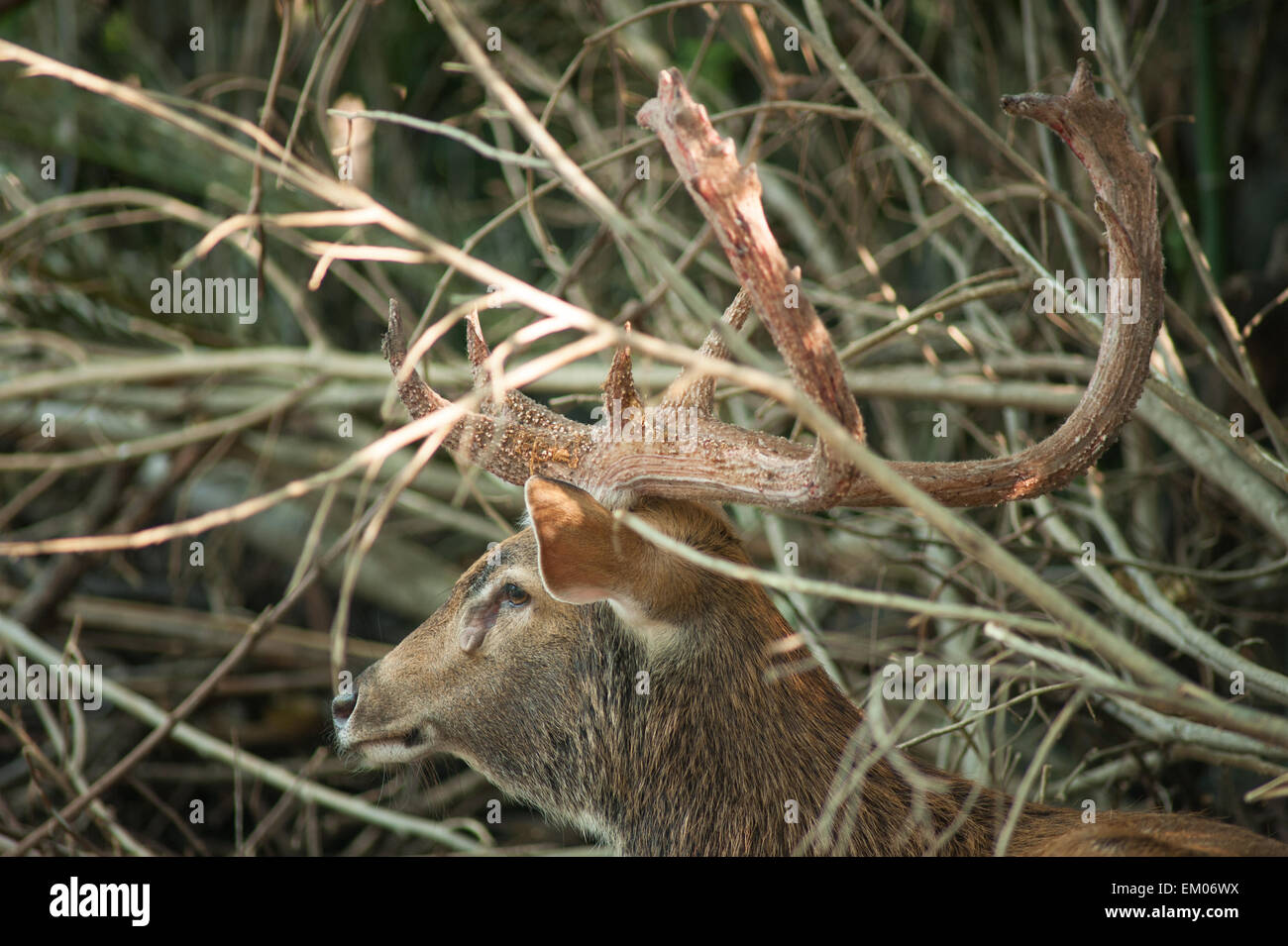 Elds hi-res stock photography and images - Alamy