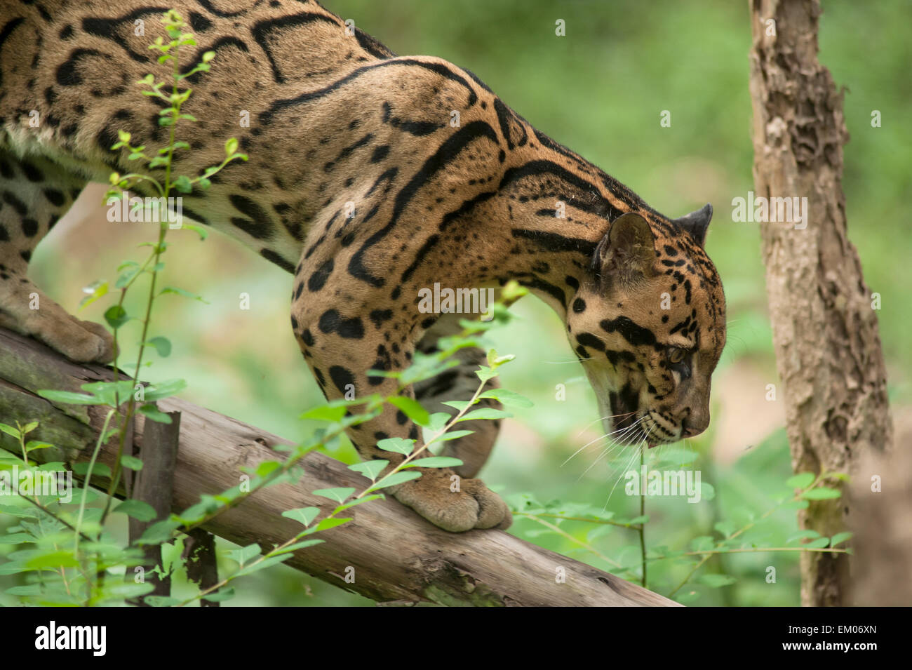 Clouded leopard neofelis nebulosa hi-res stock photography and images ...