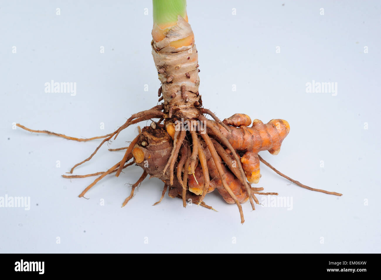 Fresh Cut Turmeric or Curcuma Longa Stock Photo - Alamy