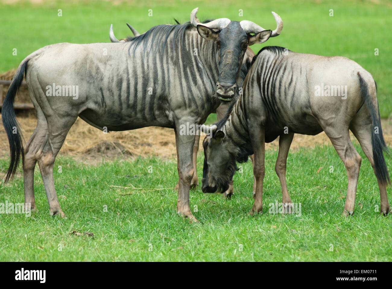 African heritage portrait hi-res stock photography and images - Alamy