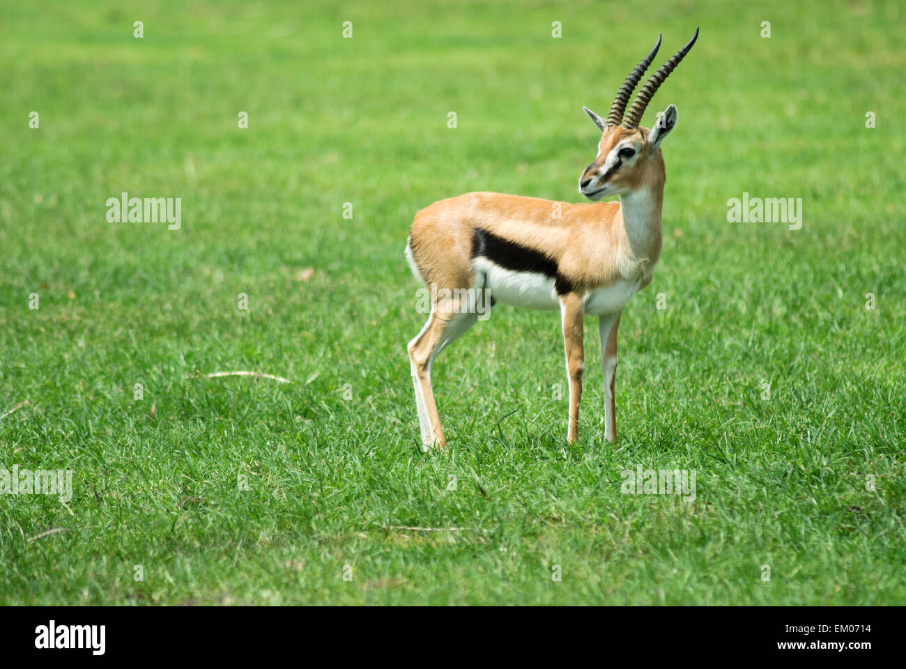 Gazelle food hi-res stock photography and images - Alamy