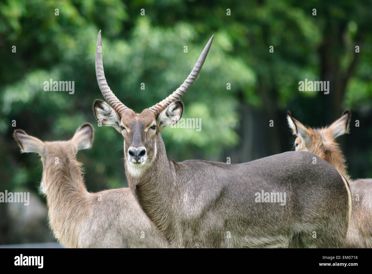 Waterbuck with big horns hi-res stock photography and images - Alamy