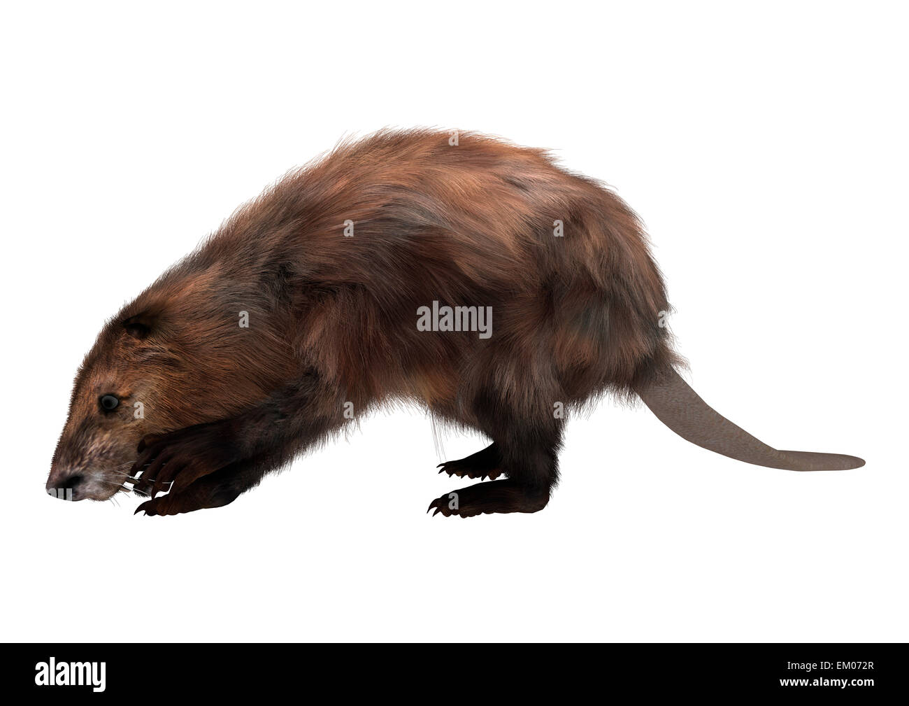 3D digital render of a beaver isolated on white background Stock Photo ...