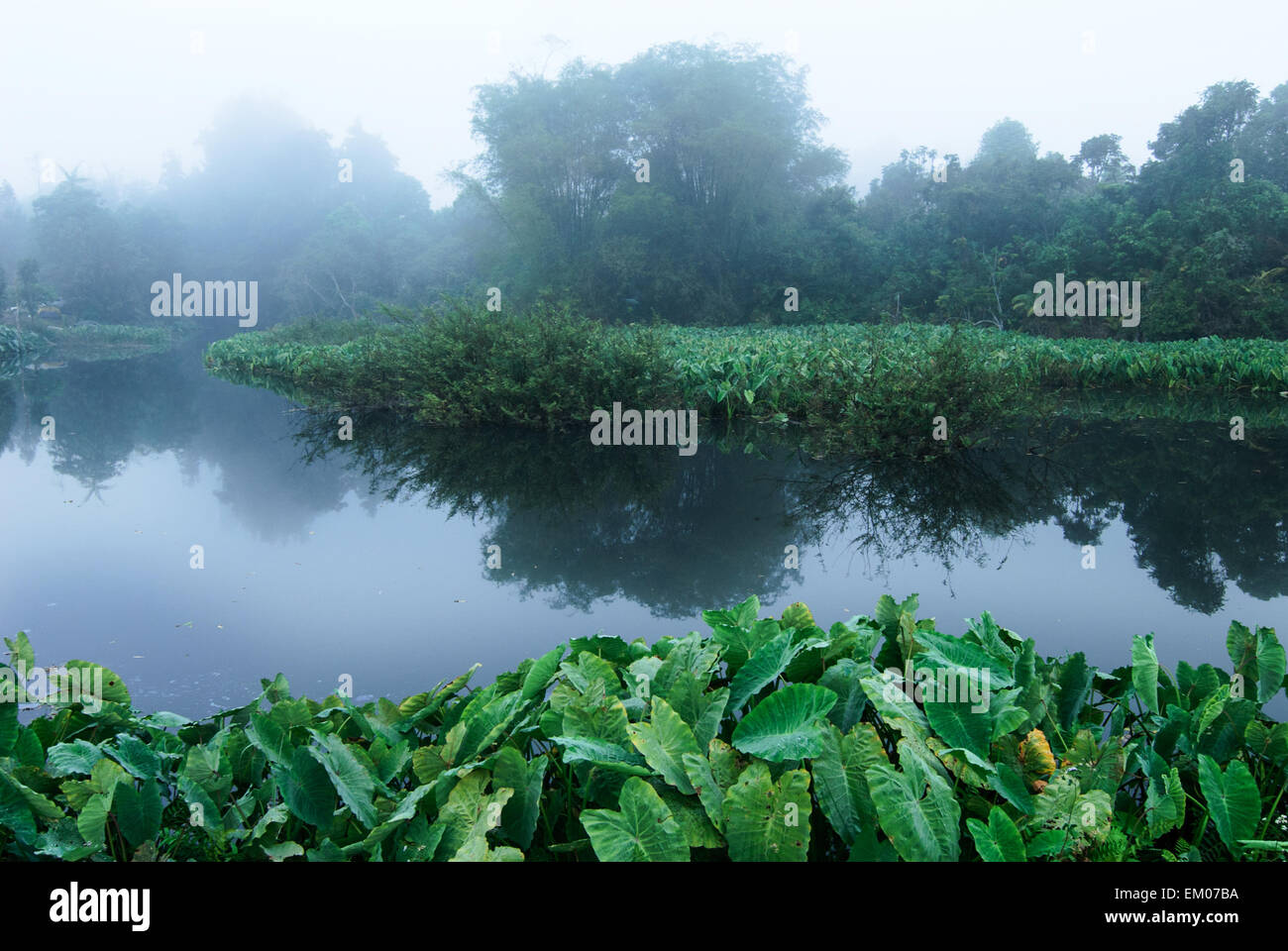 Swamp in fog Stock Photo - Alamy
