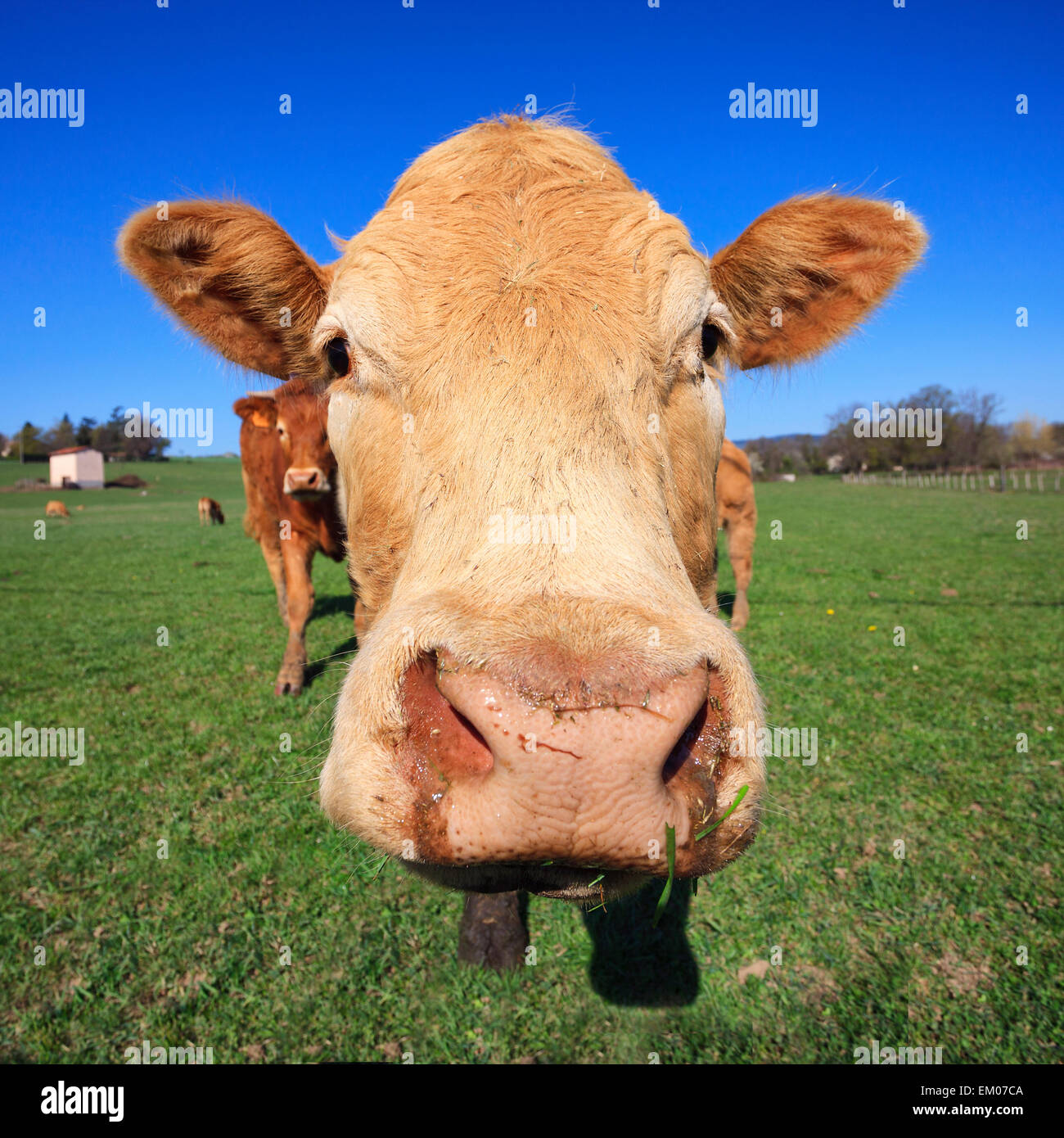 head of cow Stock Photo - Alamy