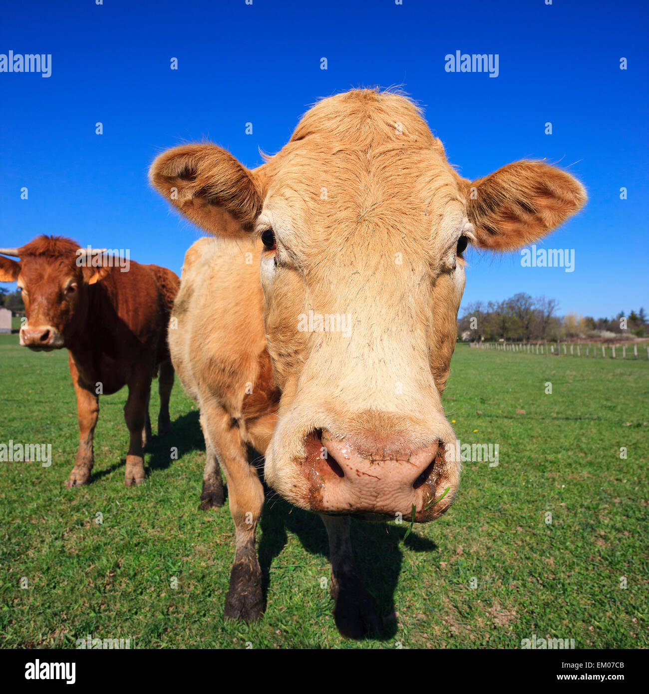portrait of cow Stock Photo - Alamy