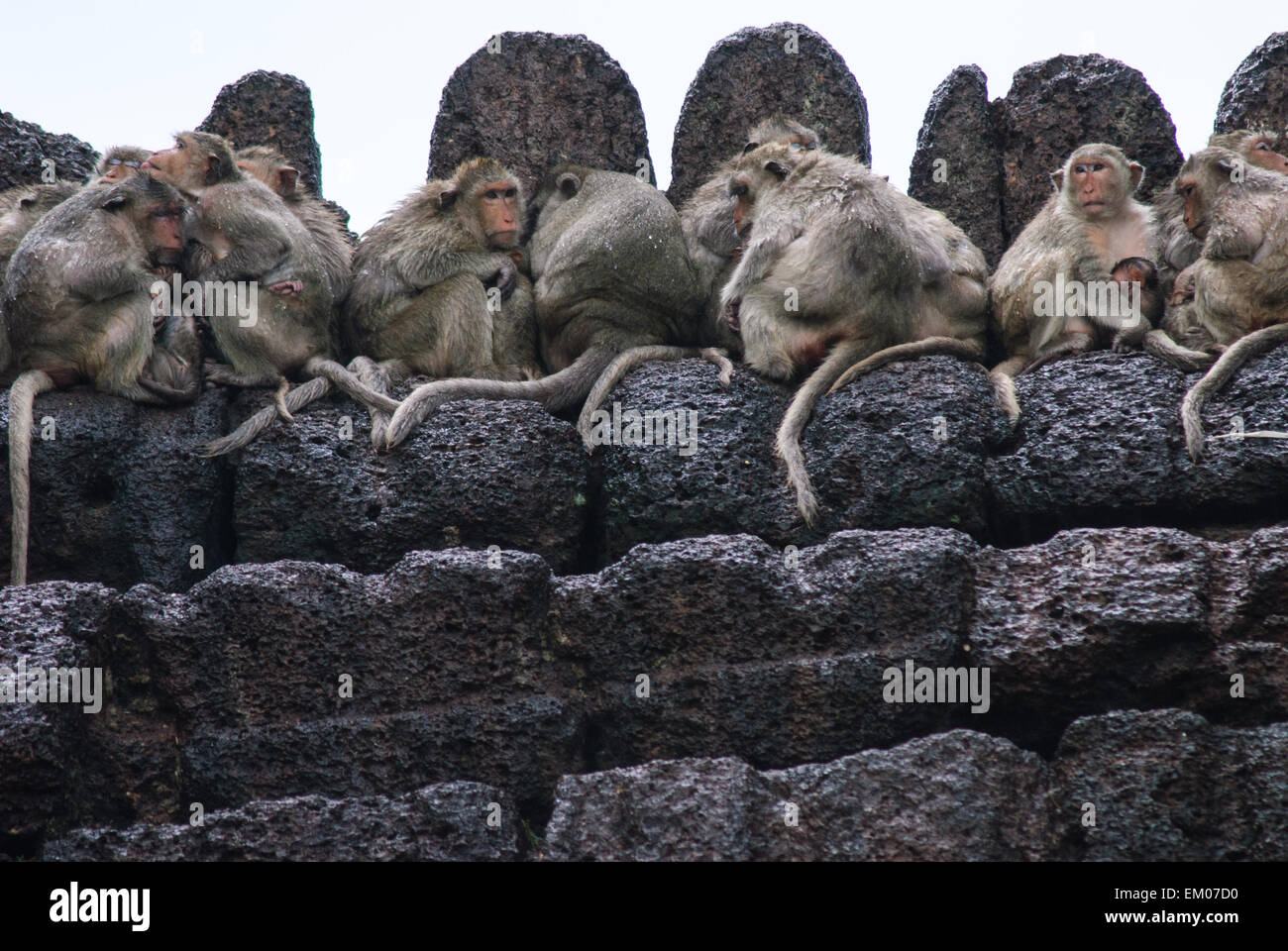 Monkeys sleep over a temple in Lopburi, thailand Stock Photo - Alamy