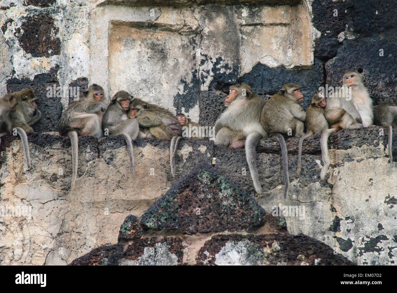 Monkeys sleep over a temple in Lopburi, thailand Stock Photo - Alamy