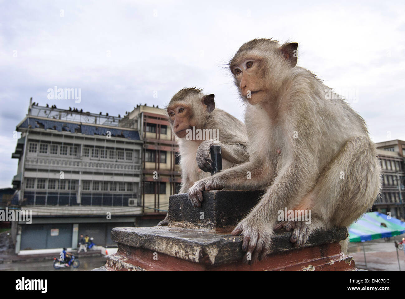 Kid with monkey asia hi-res stock photography and images - Alamy