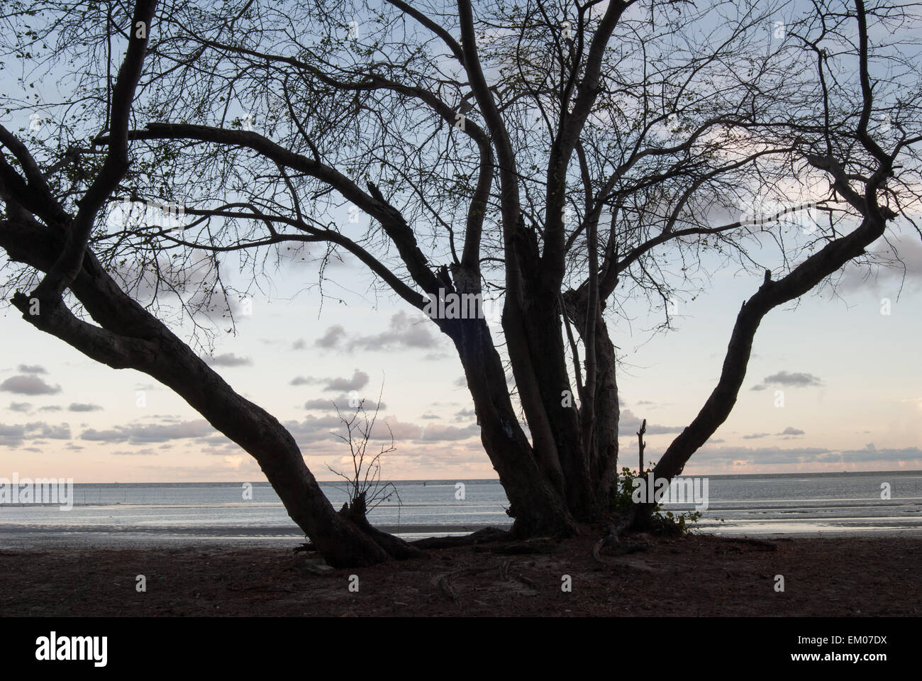dead tree on the beach Stock Photo - Alamy