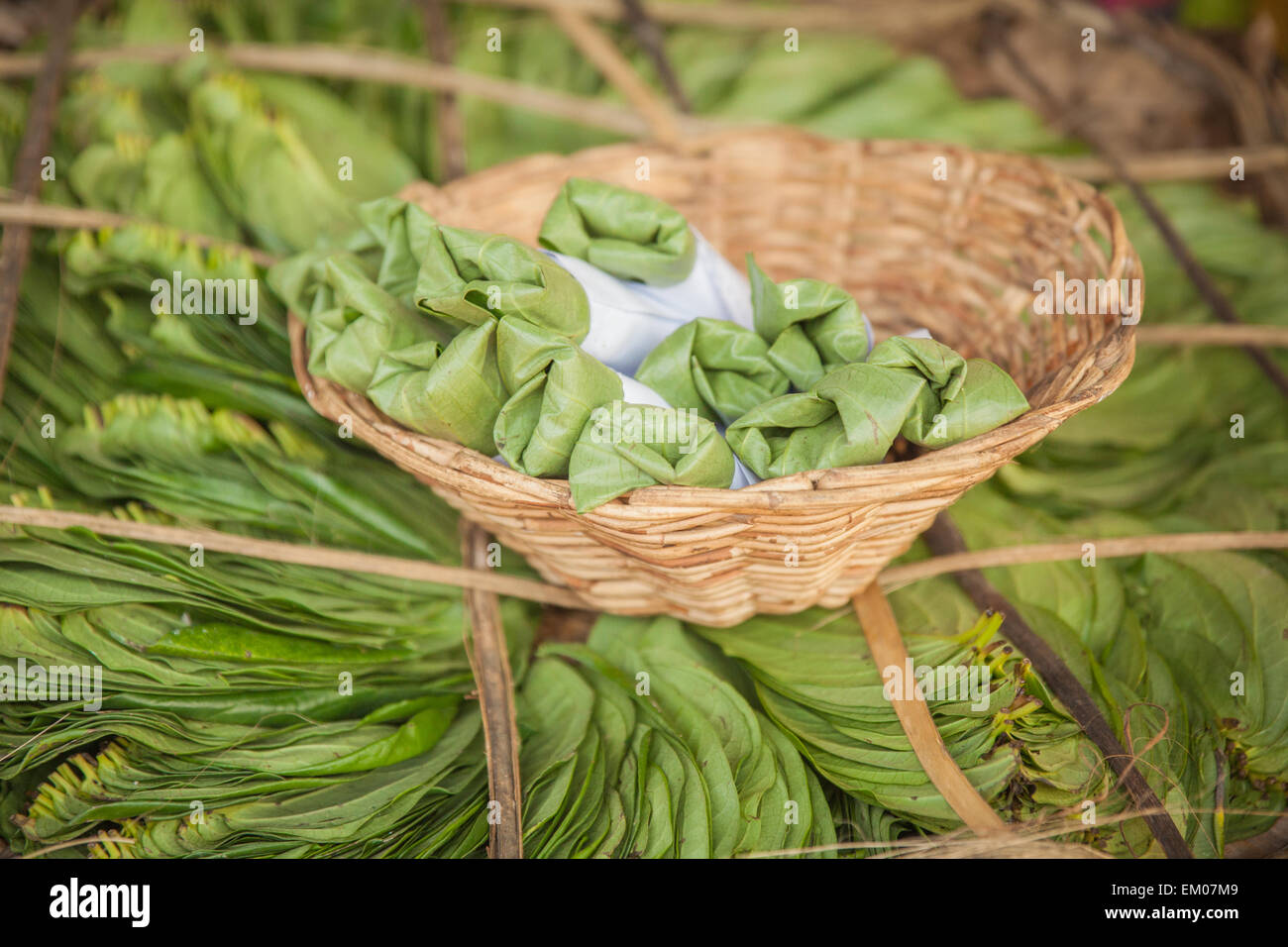 Bundle of betel leaves - traditional Indian and Sri Lankan product ...