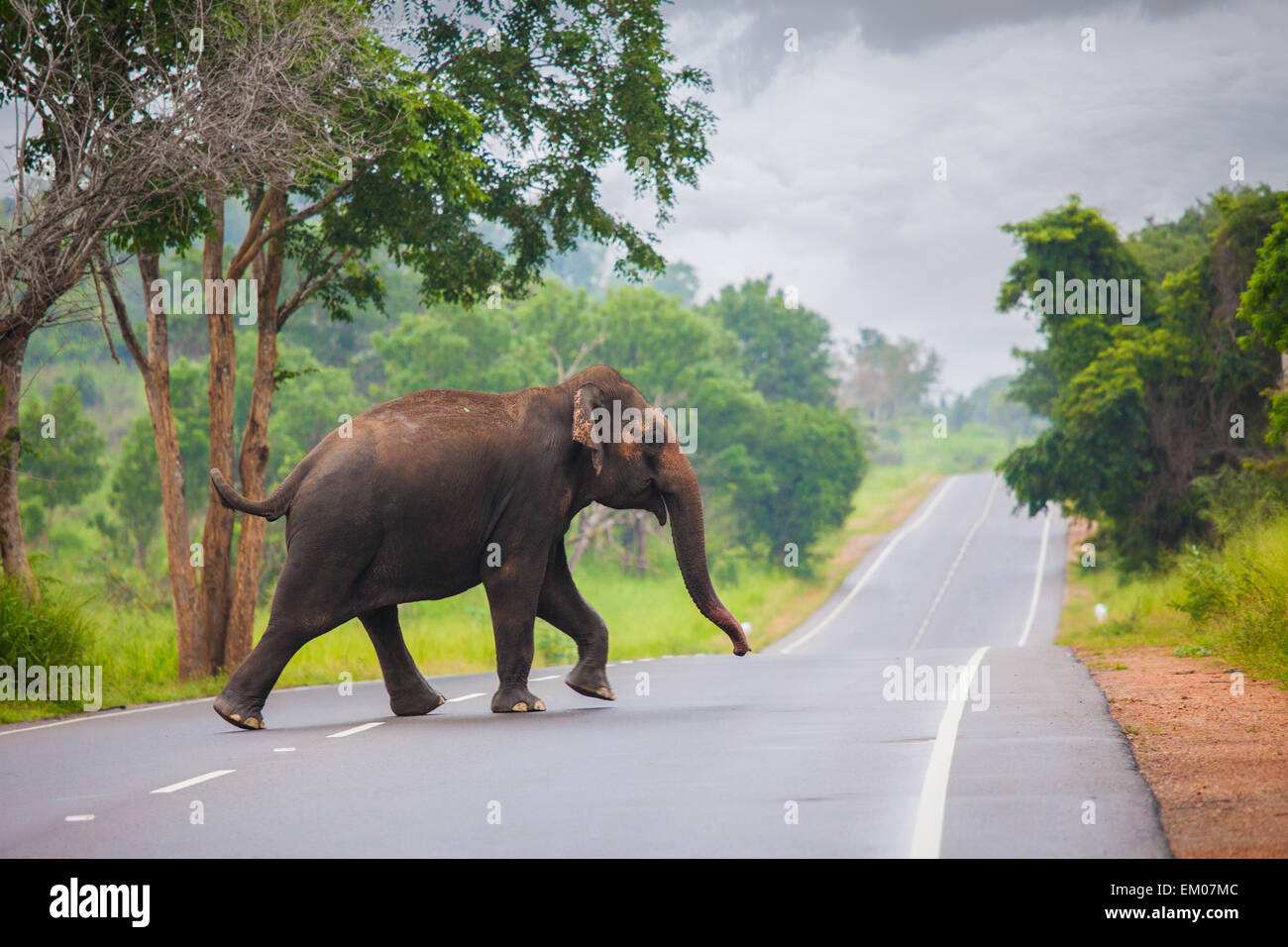 Elephant on Sri Lanka (Ceylon) run across the road Stock Photo - Alamy