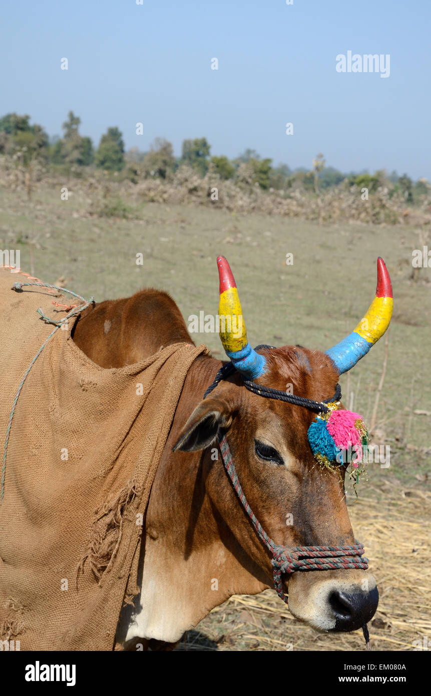 Cow with painted horns and tassels in a Rajasthani gypsy camp Rajasthan ...